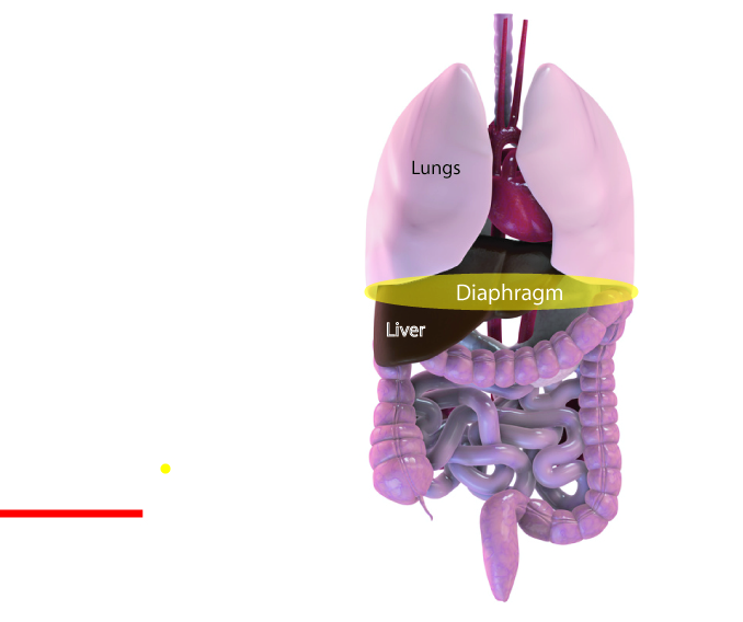 anatomy_minus_taiji. - BMED Report